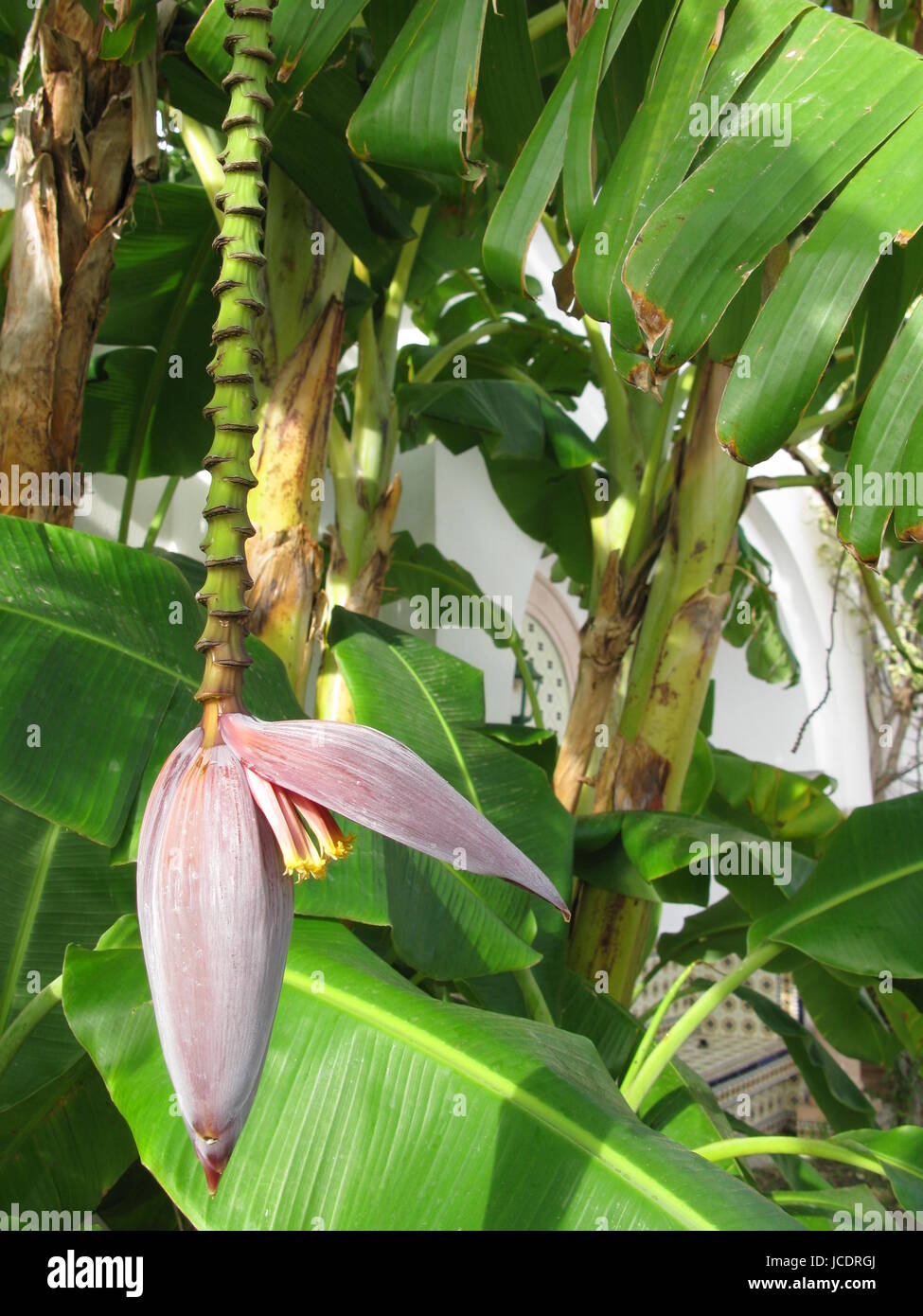 Bananenblute hi-res stock photography and images - Alamy