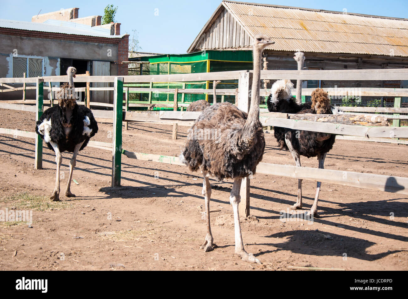 African ostrich (Struthio camelus), belongs to a family of ostrich ...