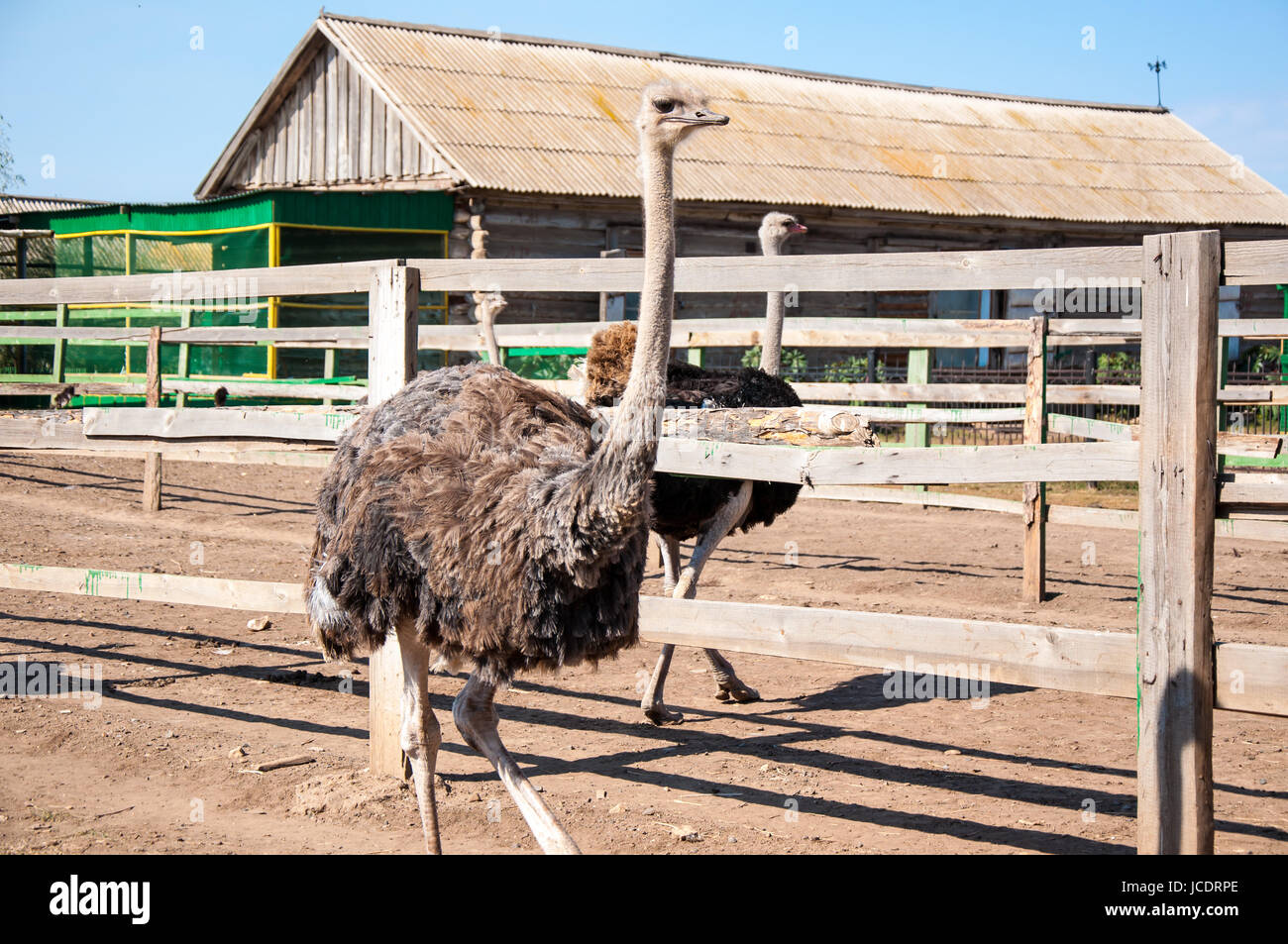 African ostrich (Struthio camelus), belongs to a family of ostrich ...