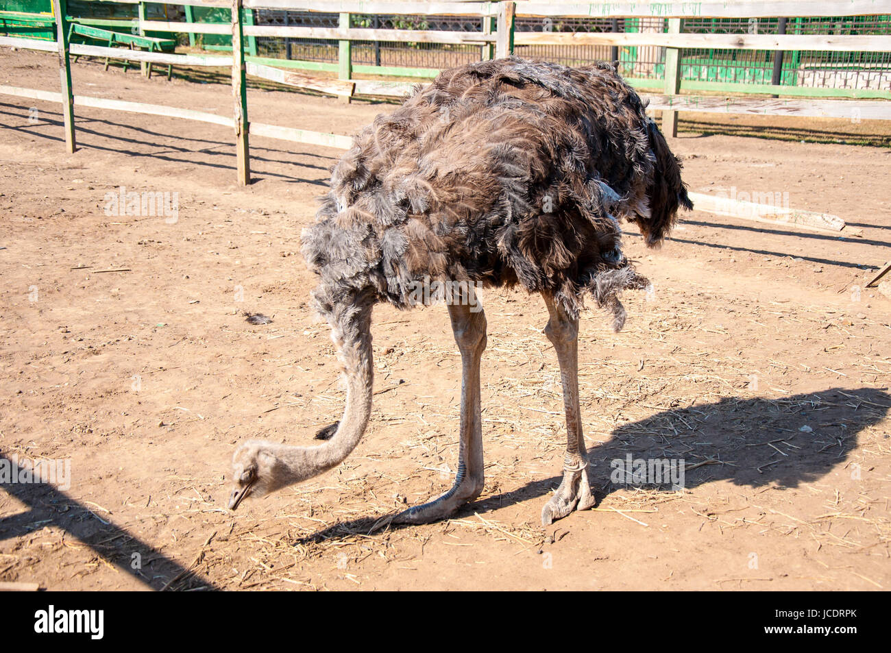 African ostrich (Struthio camelus), belongs to a family of ostrich ...