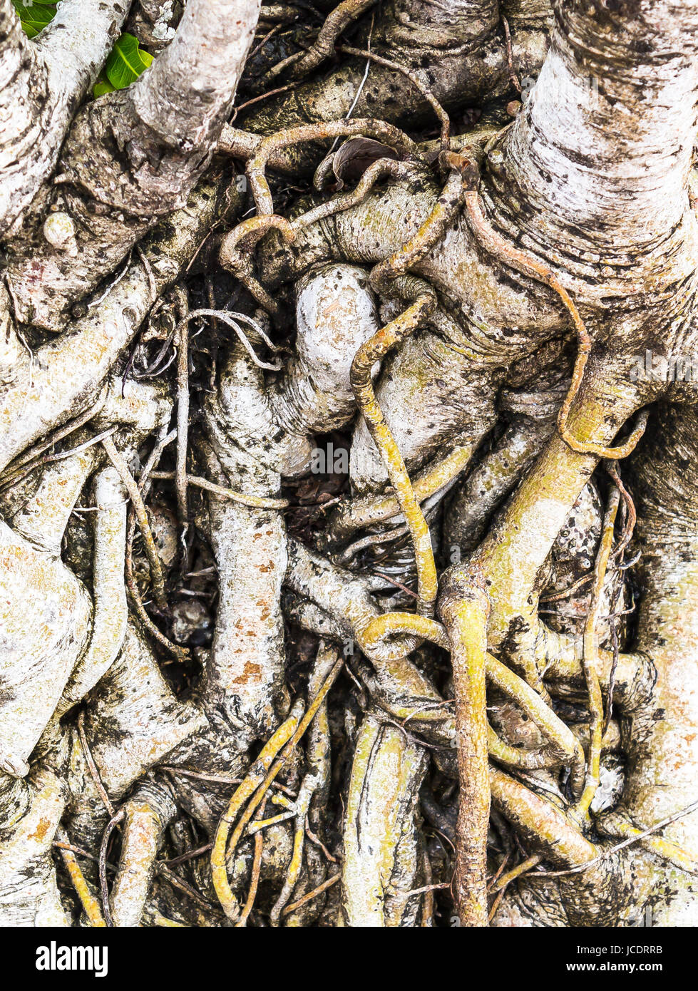 Closeup pattern an texture of the root tropical tree Stock Photo - Alamy