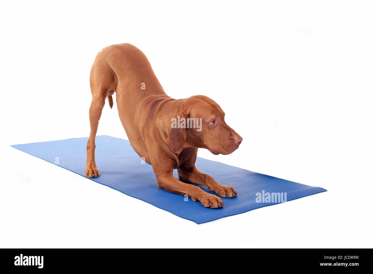 gold color pure breed dog Stock Photo - Alamy