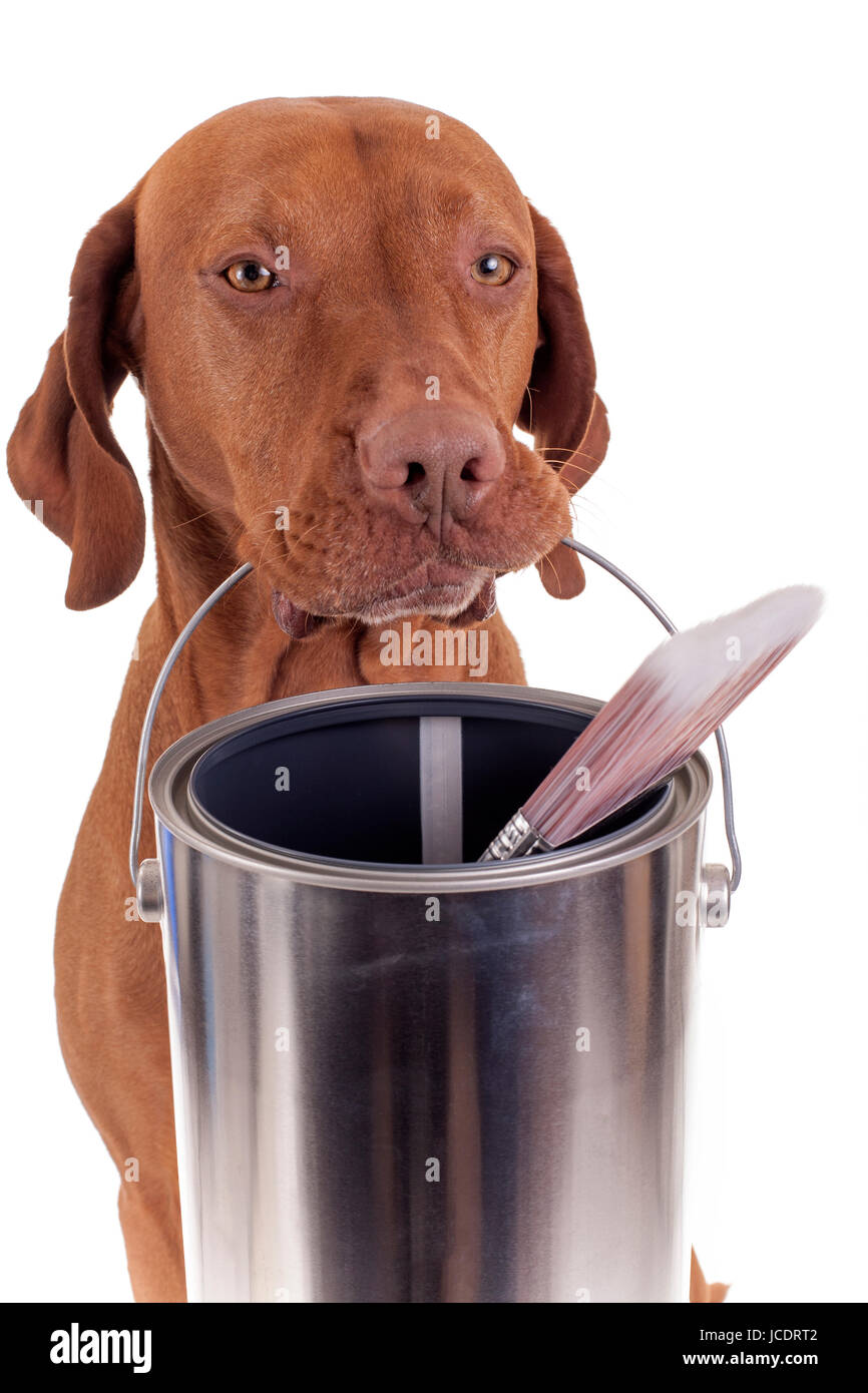 dog holding paint can and brush on white background Stock Photo - Alamy