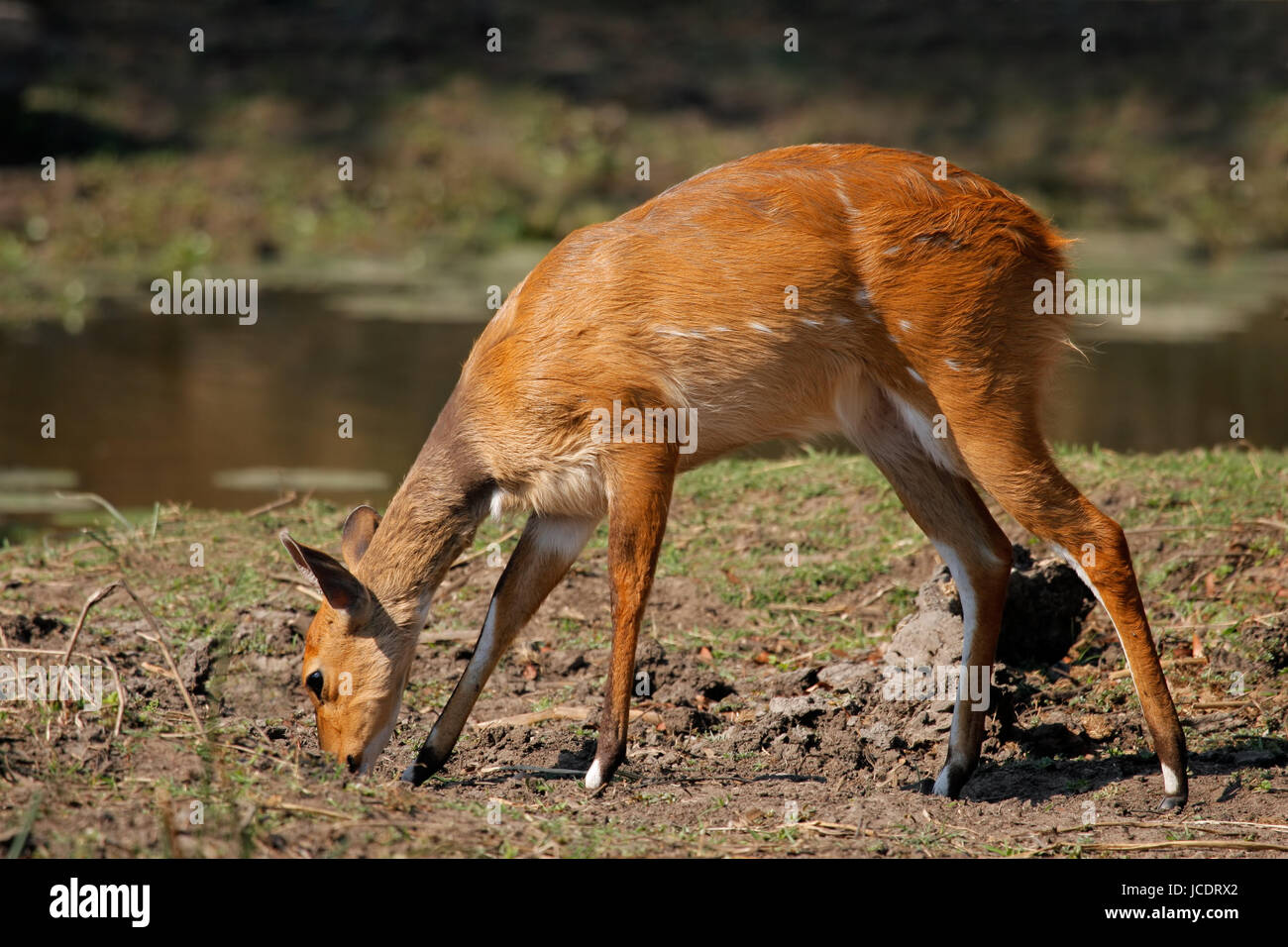 Female Bushbuck antelope, (Tragelaphus scriptus), Kruger National Park ...
