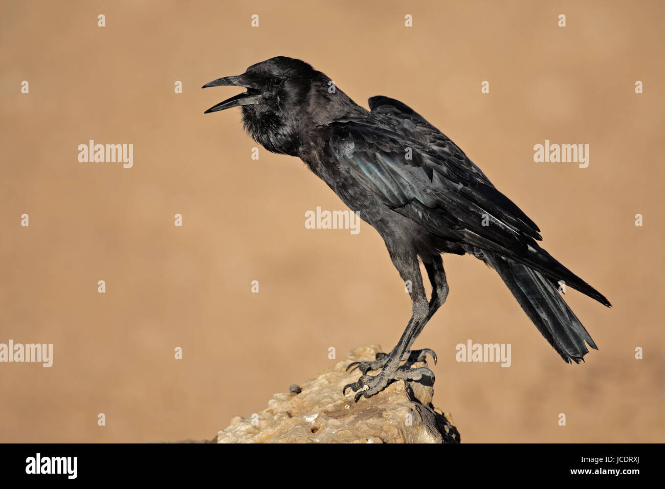 A black crow (Corvus capensis) perched on a rock, Kalahari desert ...