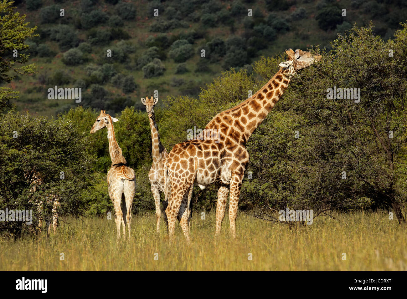 Giraffes (Giraffa camelopardalis) in natural habitat, South Africa ...