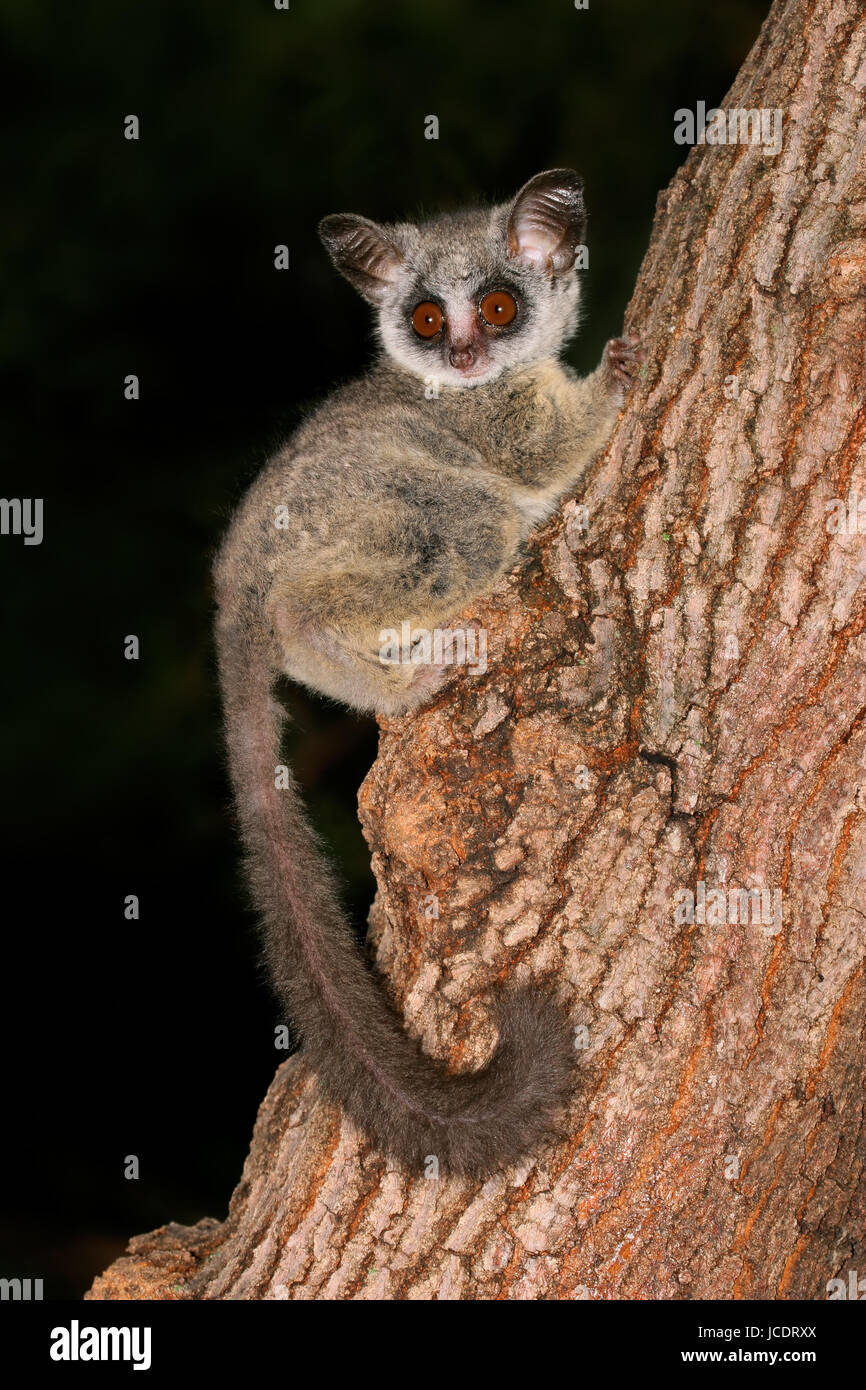 Nocturnal Lesser Bushbaby (Galago moholi) sitting in a tree, South ...