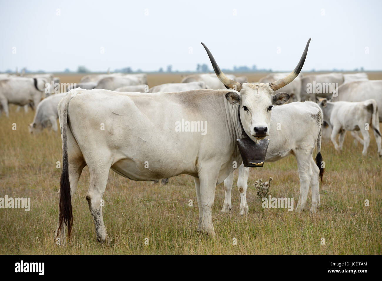 Hungarian Grey Cattle or Steppe Cattle (protected animal as National ...