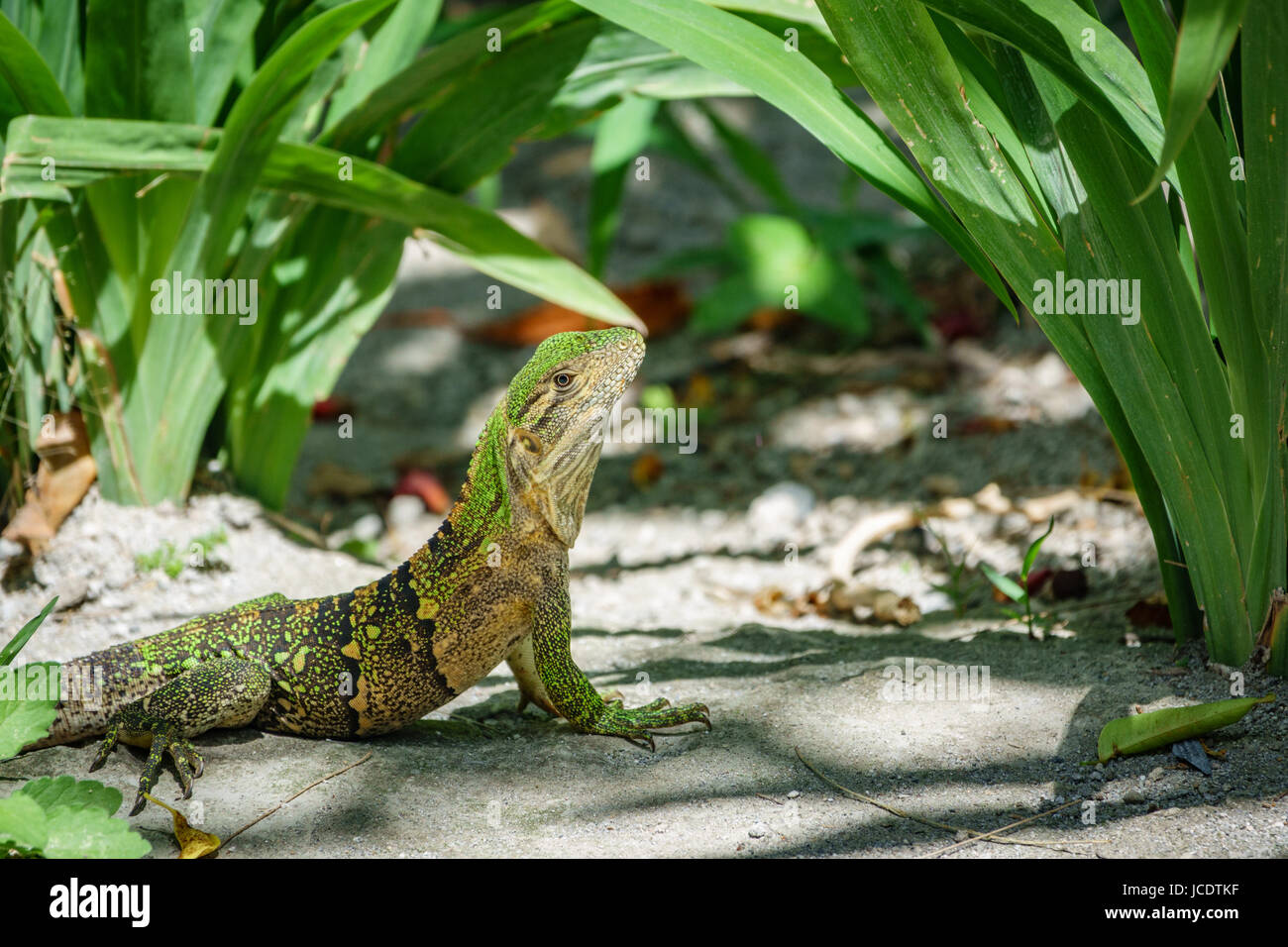 Closeup rear view of green lizard Stock Photo - Alamy