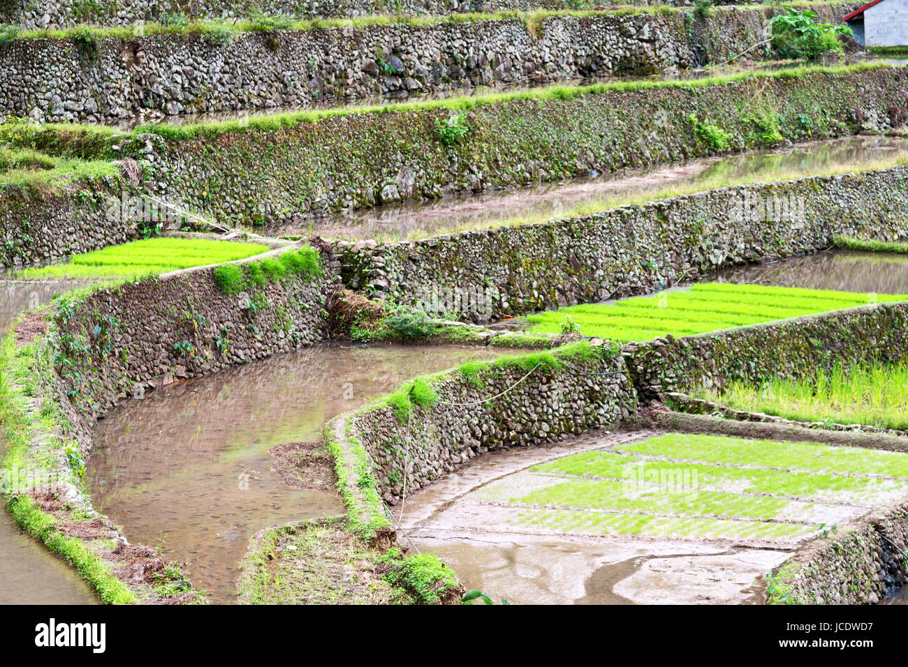 blur in philippines terrace field for coultivation of rice from banaue ...