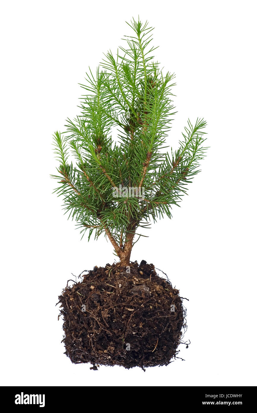 tree seedling isolated on white Stock Photo - Alamy