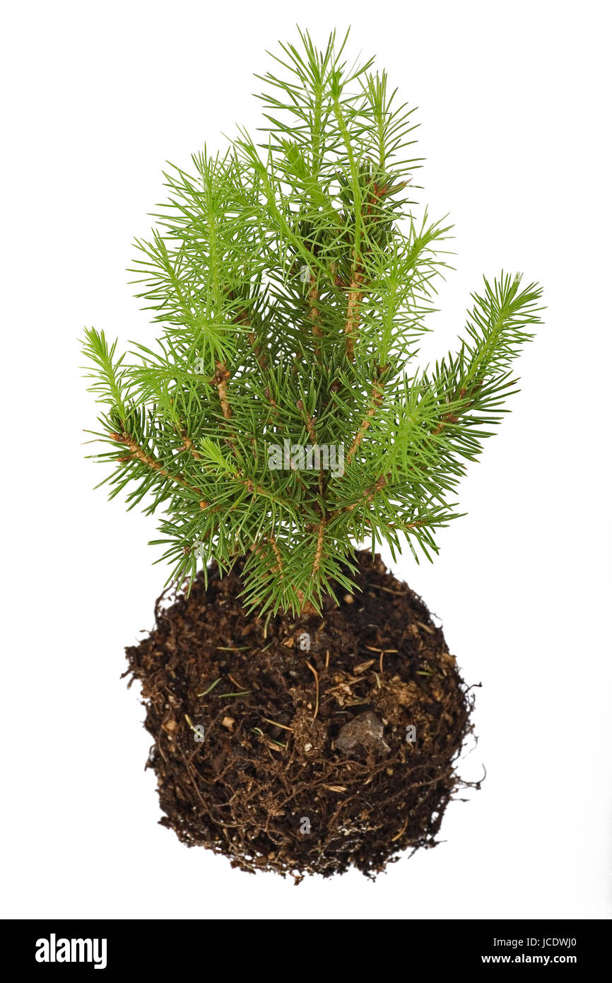 pine tree seedling isolated on white background Stock Photo - Alamy