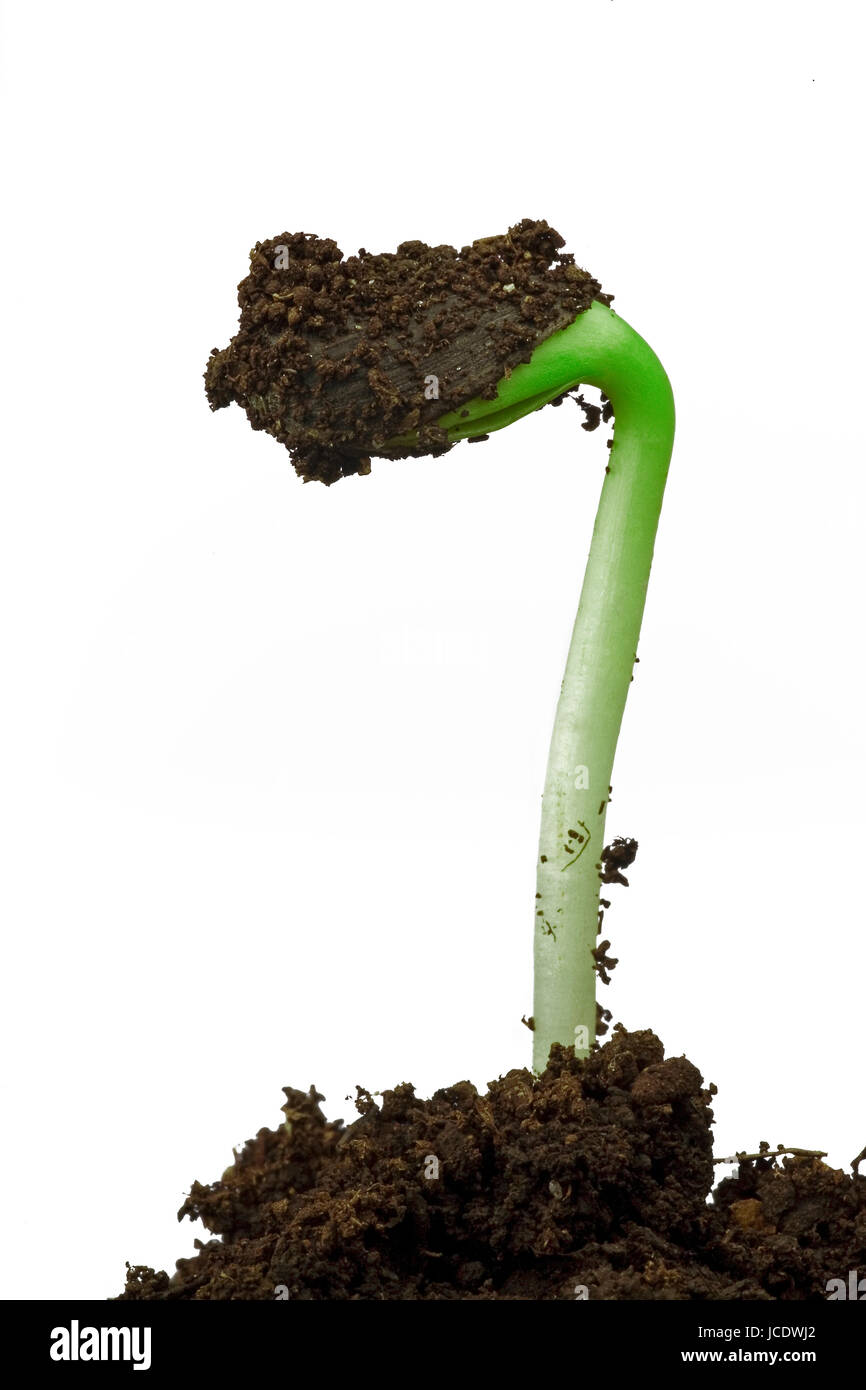sunflower seedling planted in soil isolated on white background Stock ...