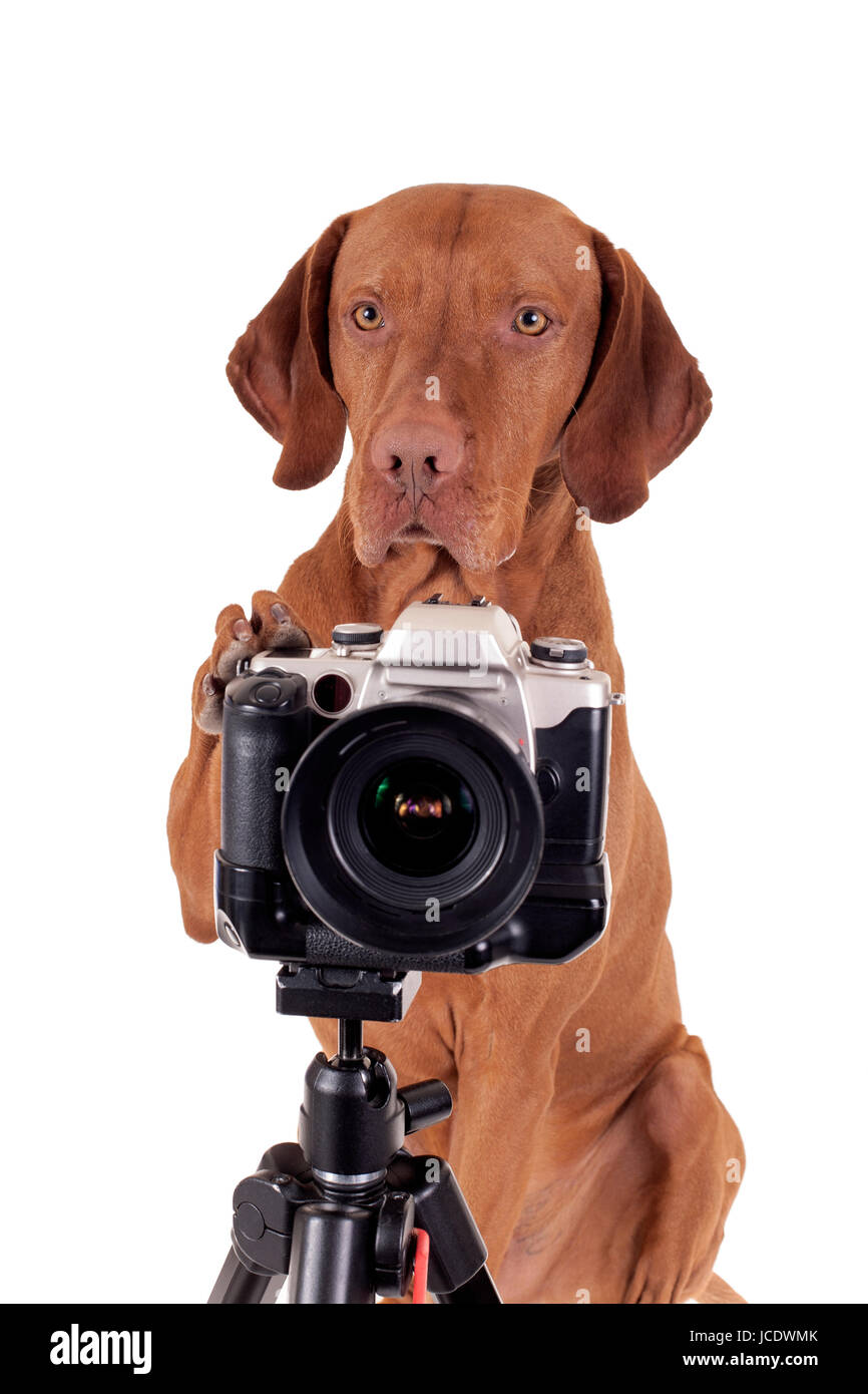 well trained dog behind the camera on tripod isolated on white ...