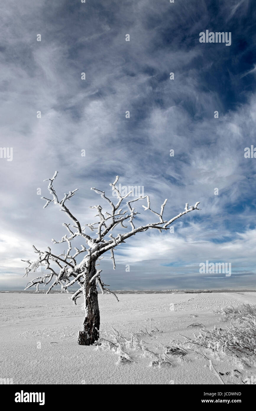 lonely tree on the prairie Stock Photo - Alamy