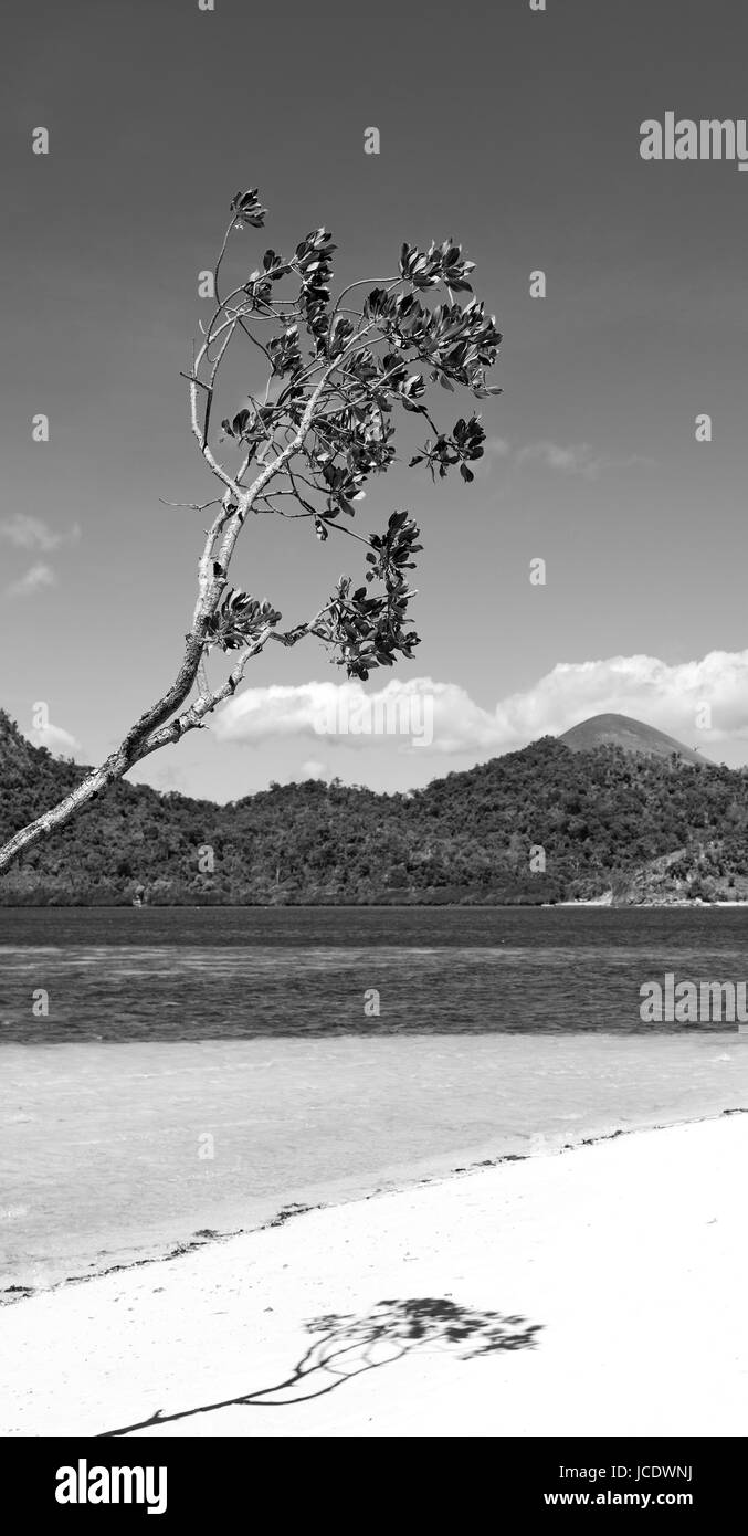 Philippines palawan tree roots Black and White Stock Photos & Images ...