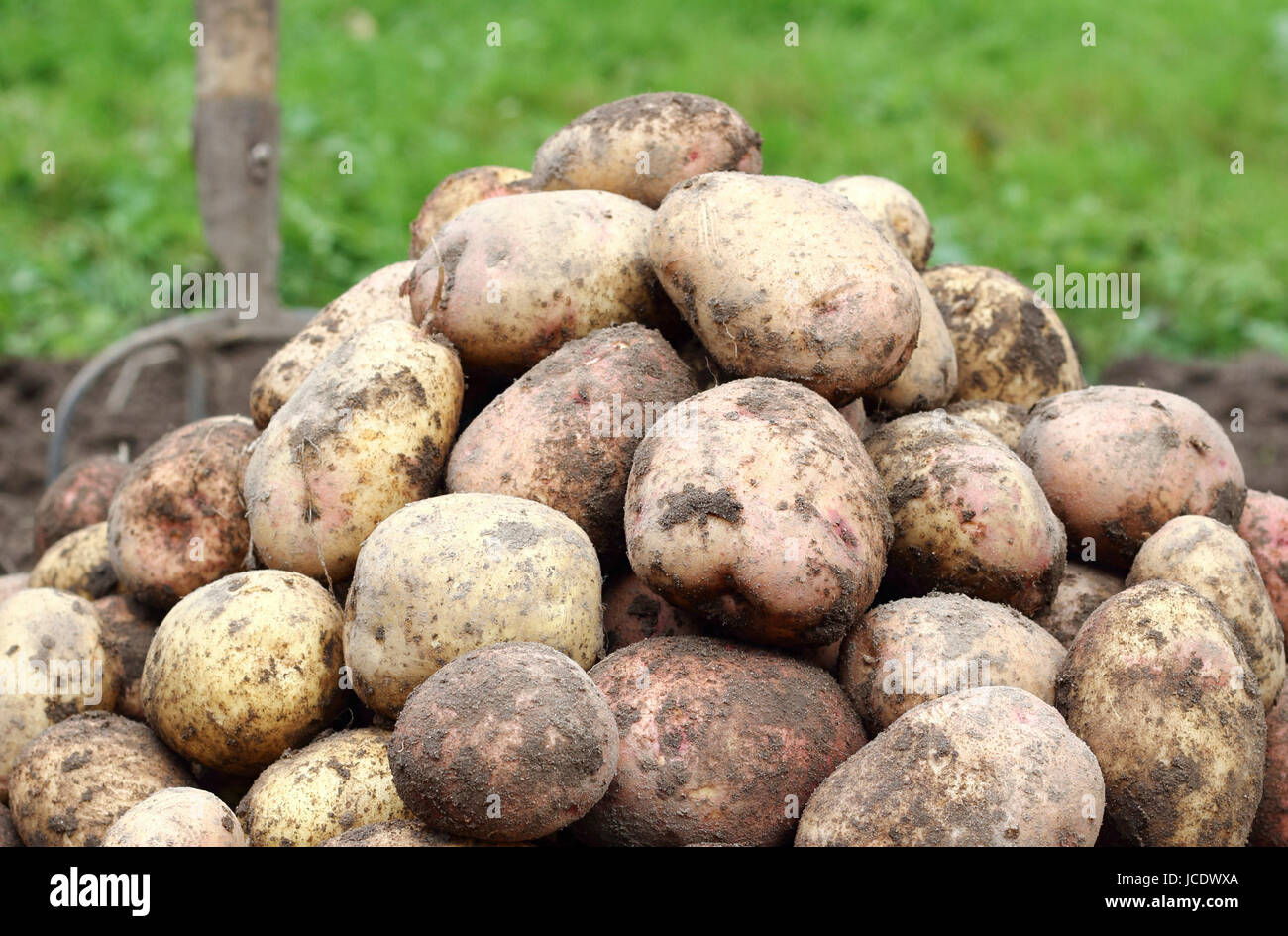 Freshly harvested potatoes heap Stock Photo - Alamy