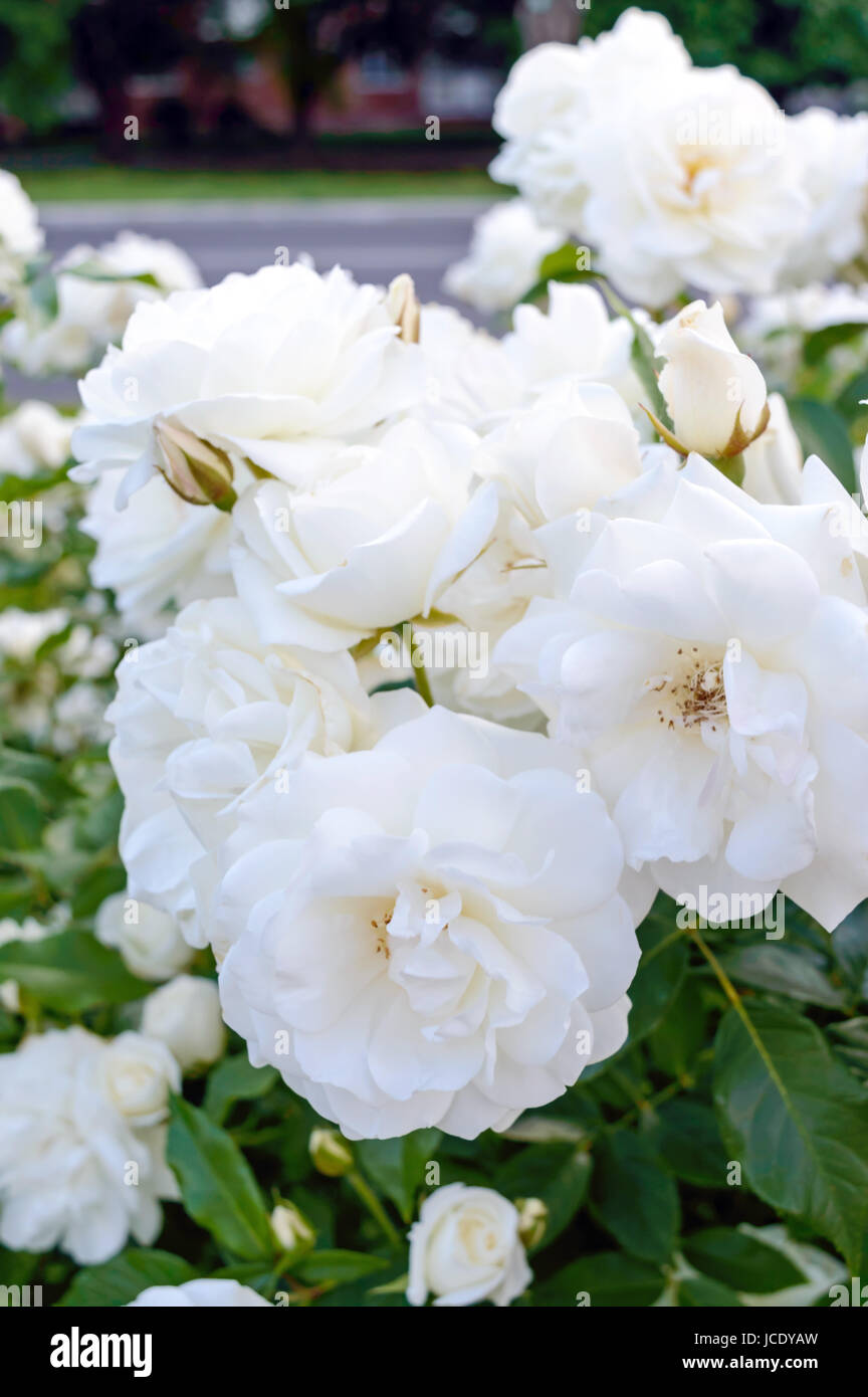 A large bush of white roses on a background of nature. Many flowers on ...
