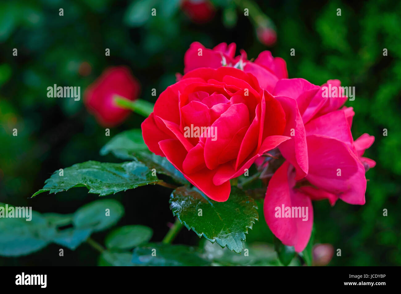 A lush bush of red roses on a background of nature. Many flowers and ...