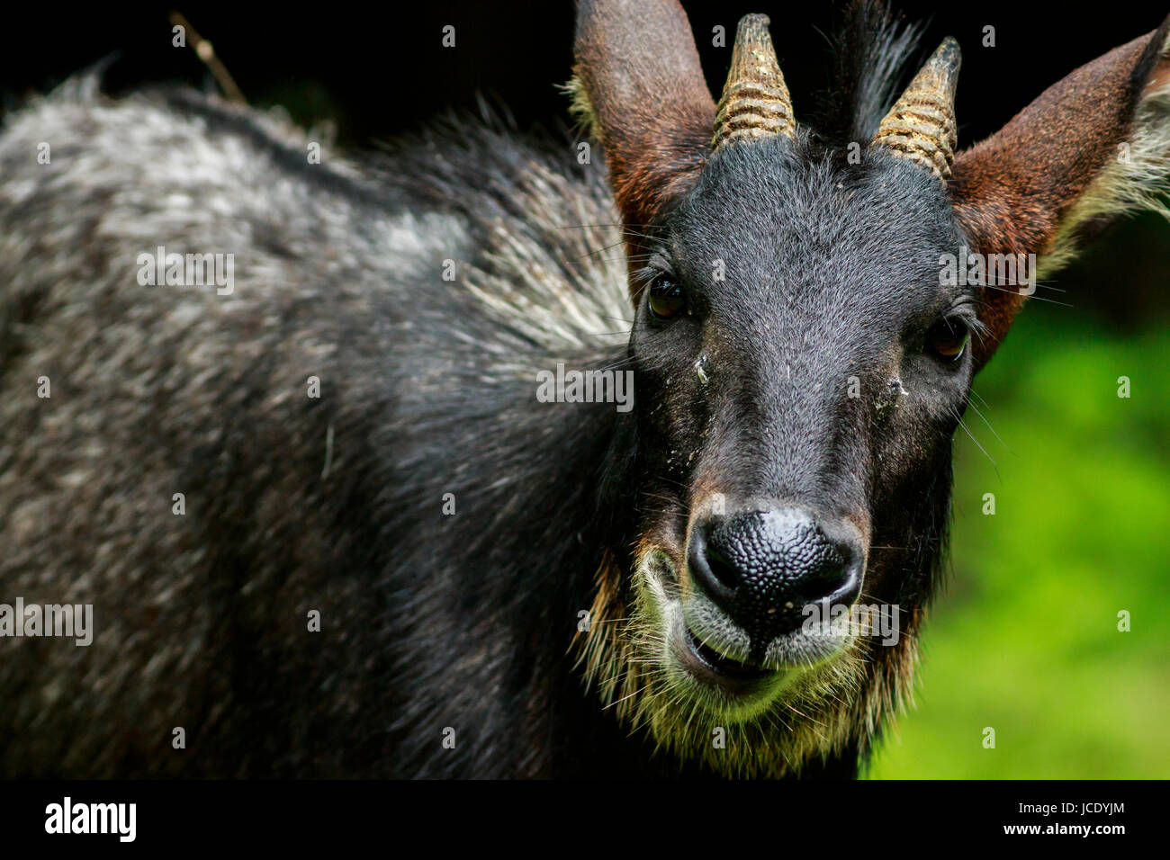 close up of serow in the forest of thailand Stock Photo - Alamy