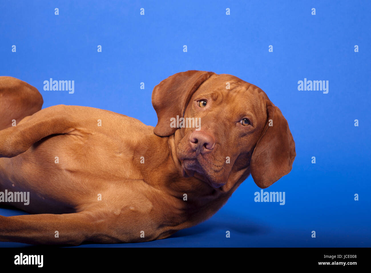 dog laying on its side lifting head off the floor in studio an blue ...