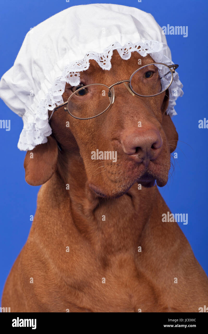 vizsla dog wearing night cap and reading glasses Stock Photo - Alamy