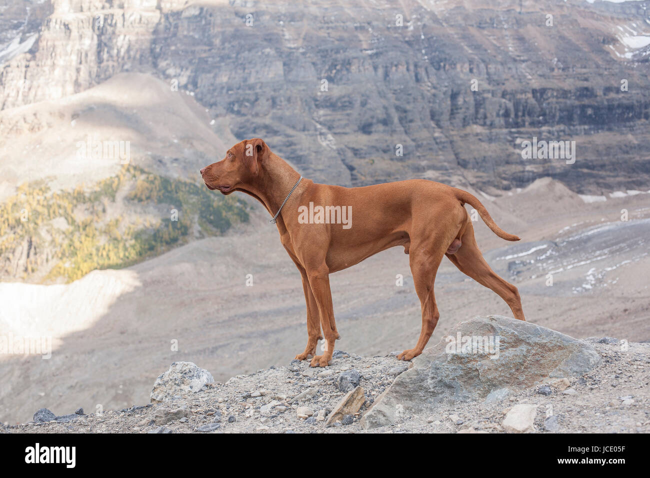 pure breed intact male Vizsla dog in the mountains Stock Photo - Alamy