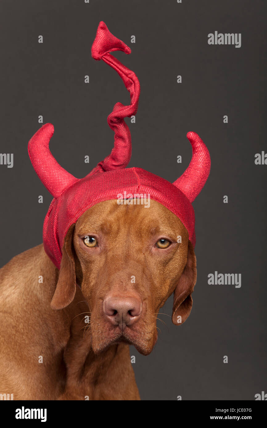 dog wearing red devil hat on black background Stock Photo - Alamy
