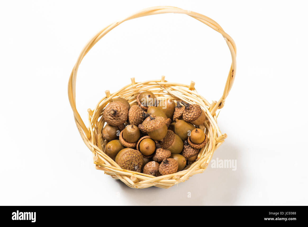 Collection of different oak acorns Stock Photo - Alamy