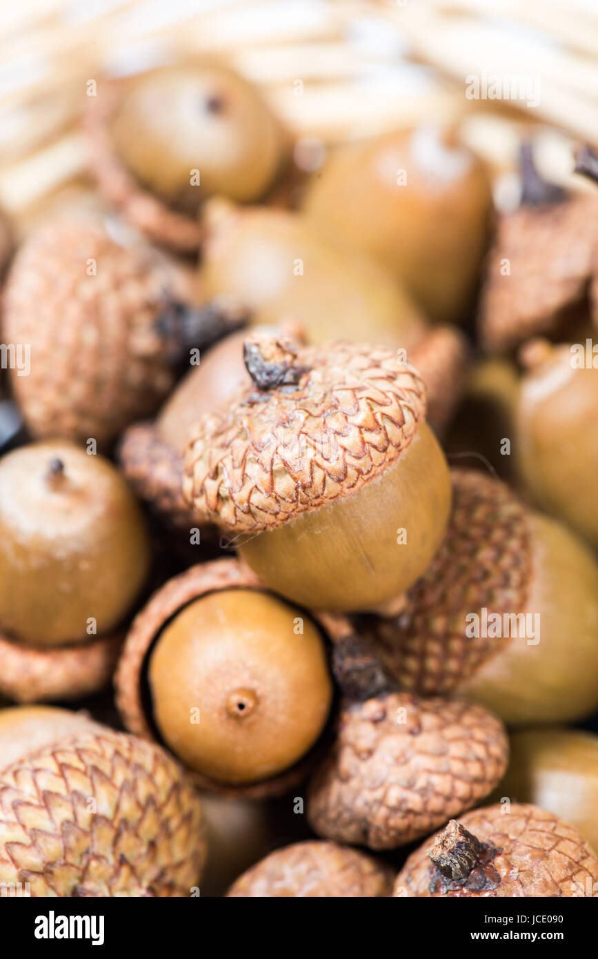 Collection of different oak acorns Stock Photo - Alamy