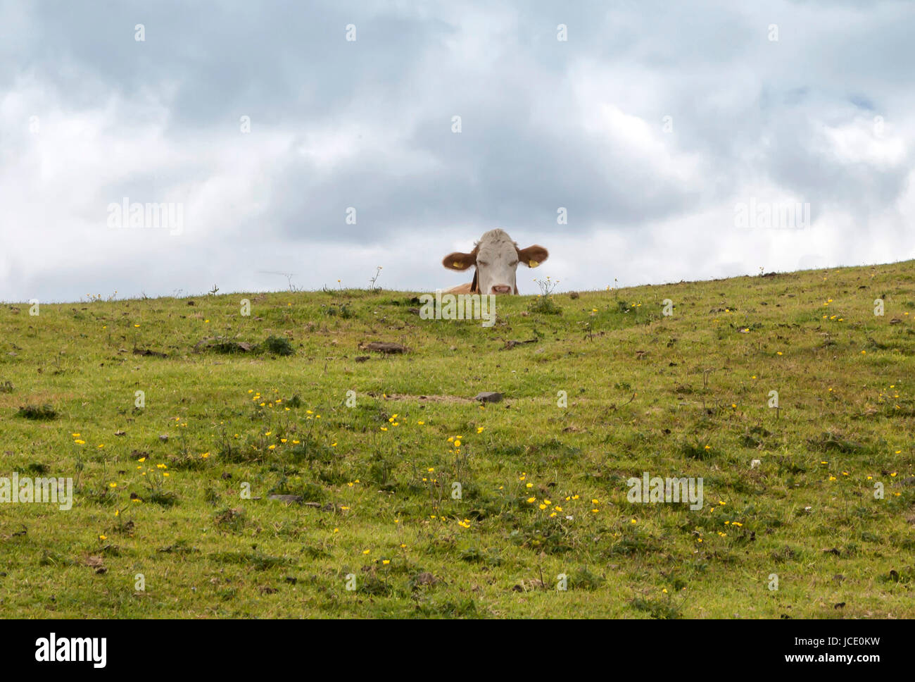 poludnig alm gailtal Stock Photo - Alamy