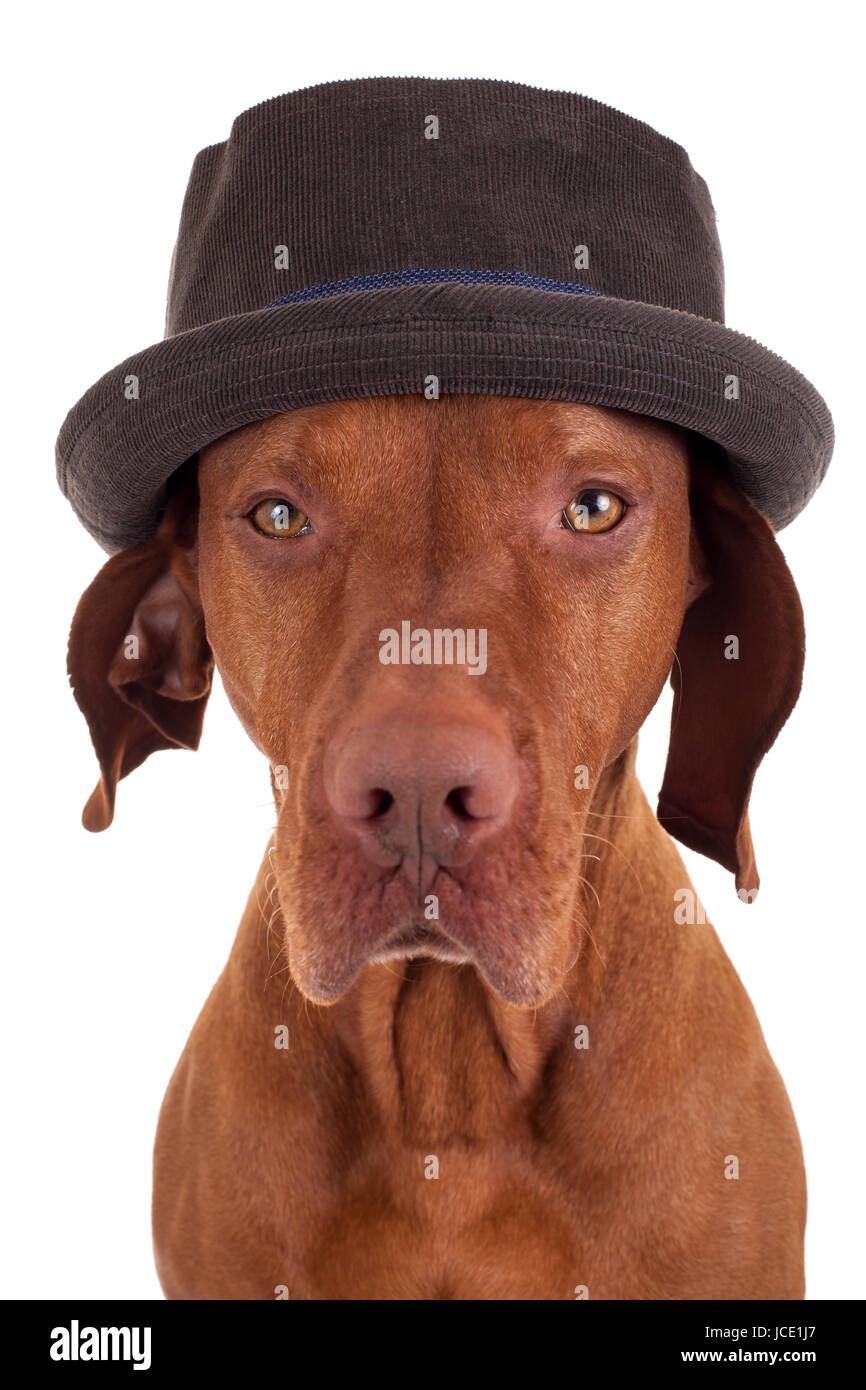 Hungarian Vizsla hunting dog wearing a cuorduoy hat on white background ...