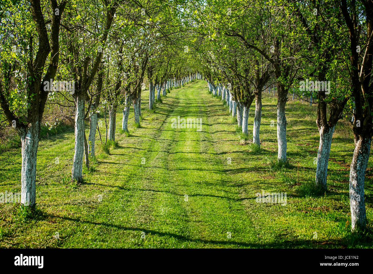 Alley in the orchard in early spring Stock Photo - Alamy