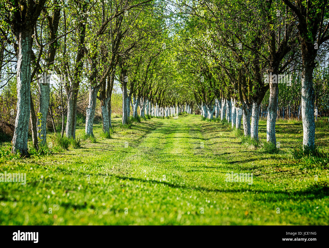 Alley in the orchard in early spring Stock Photo - Alamy