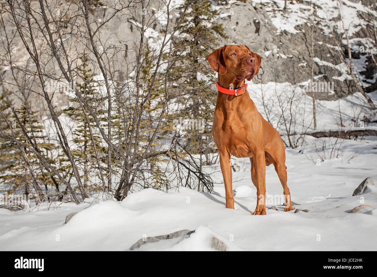 hunting dog in the snow being attentive Stock Photo - Alamy