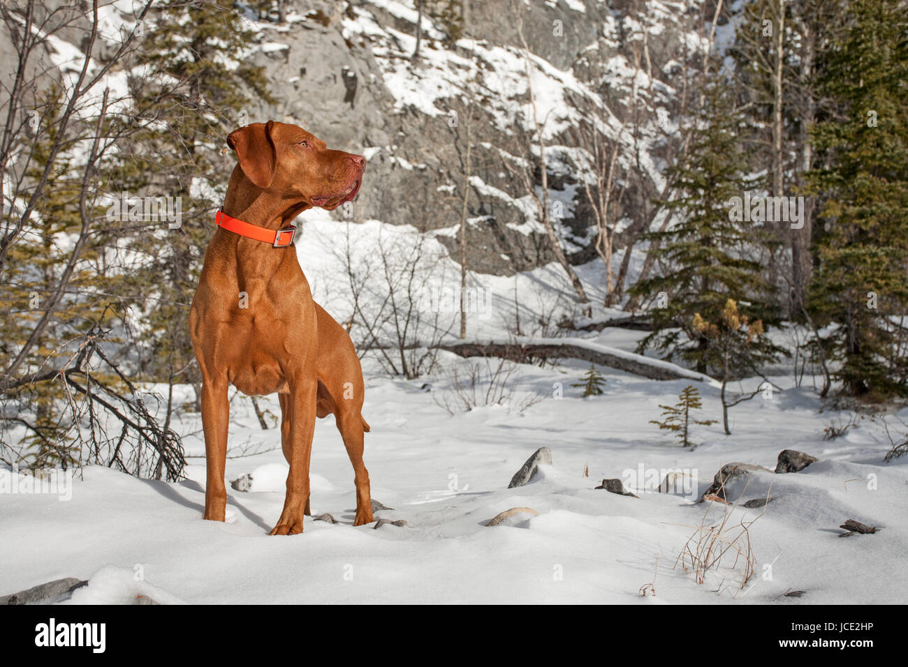 a muscular pure breed hunting dog in winter settings Stock Photo - Alamy