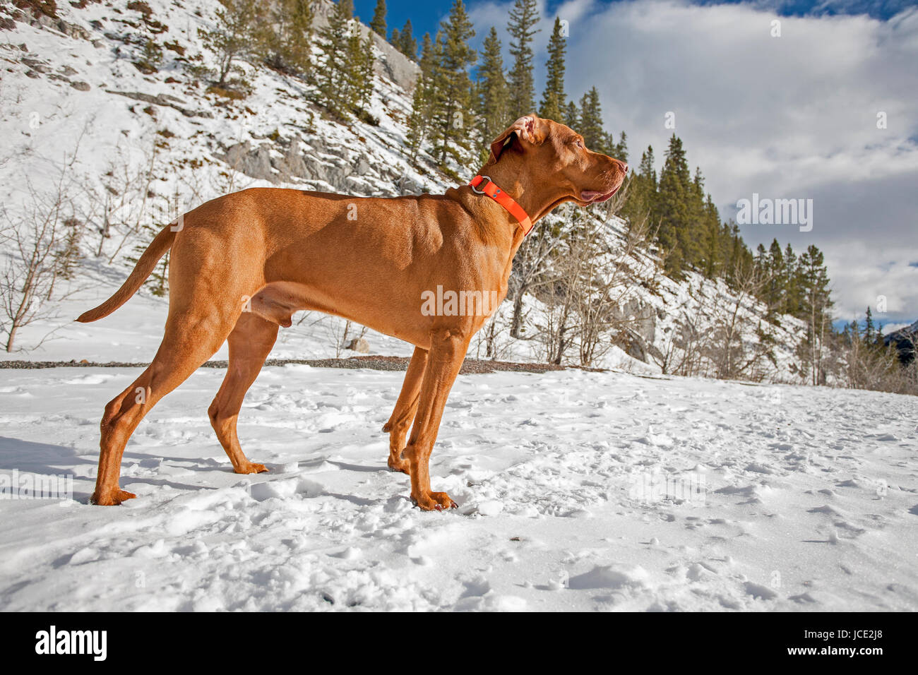 side view of a muscular rusty color pointing dog standin outdoors in ...