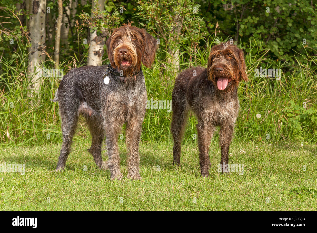 Griffon hunting dogs outdoors Stock Photo - Alamy
