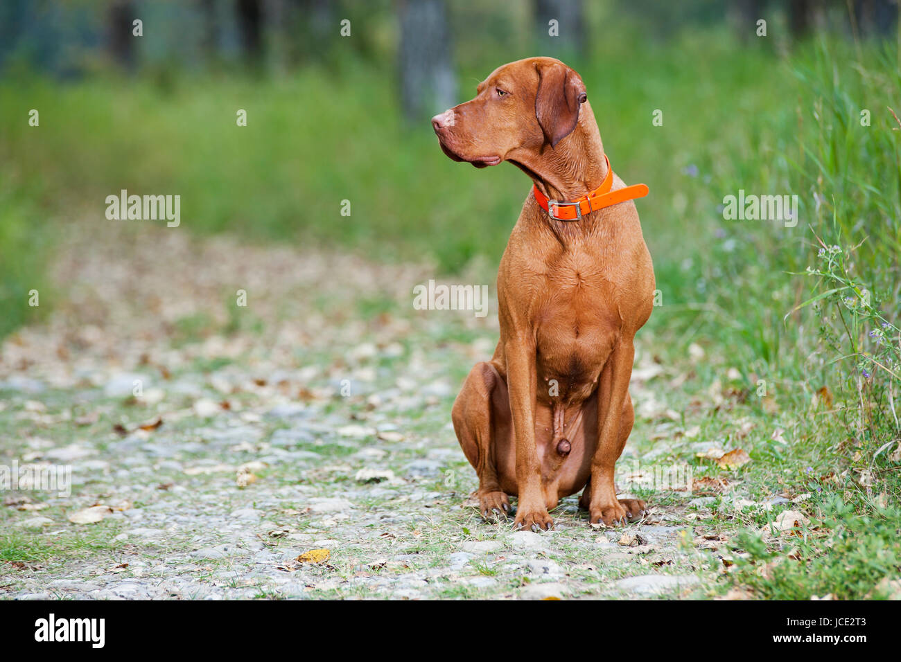 sitting obedient dog Stock Photo - Alamy