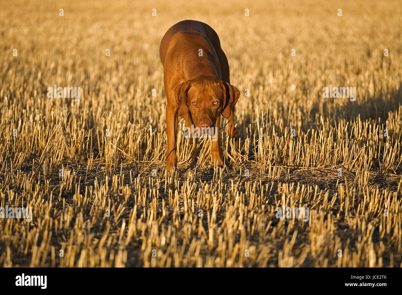 vizsla hunting dog in field searching Stock Photo - Alamy