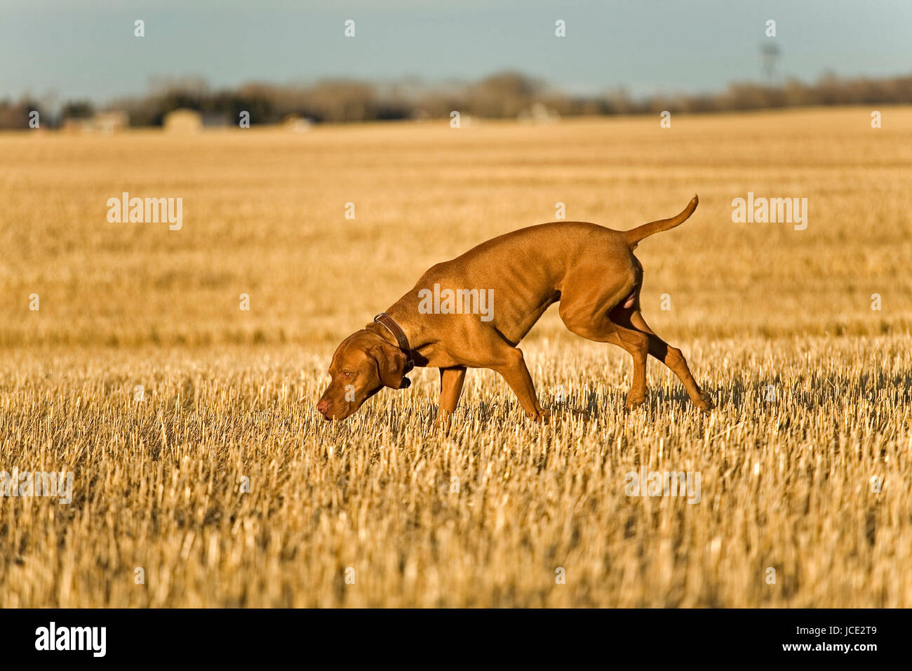 hunting dog searching in field Stock Photo - Alamy