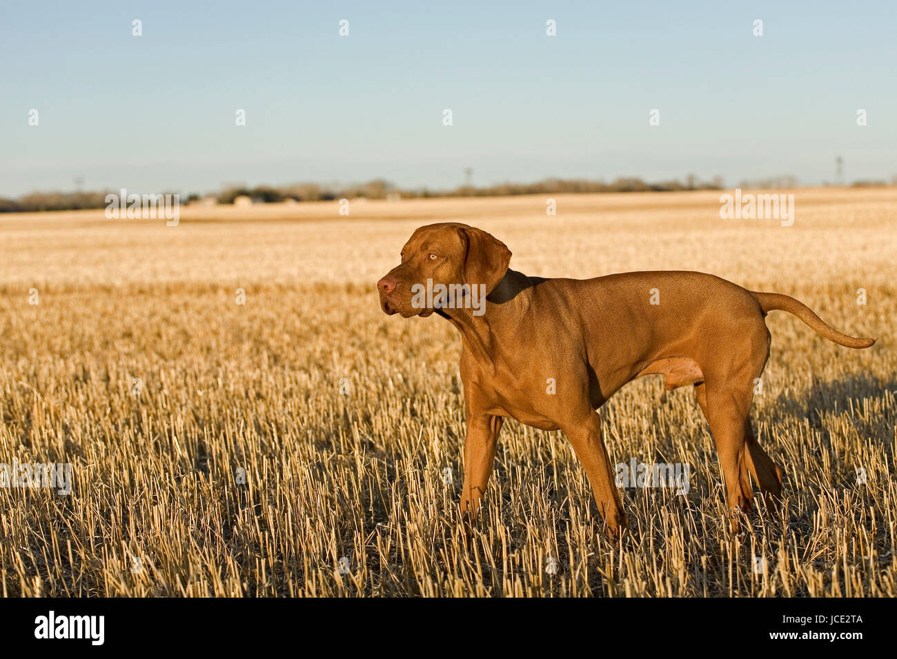 pure breed pointing dog in field Stock Photo - Alamy