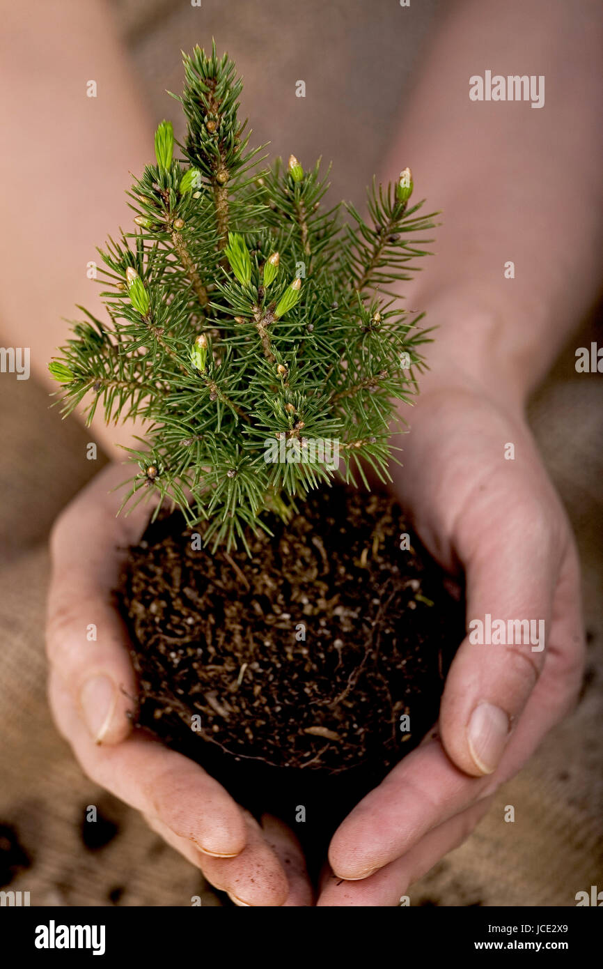 hands holdings small tree seedling Stock Photo - Alamy