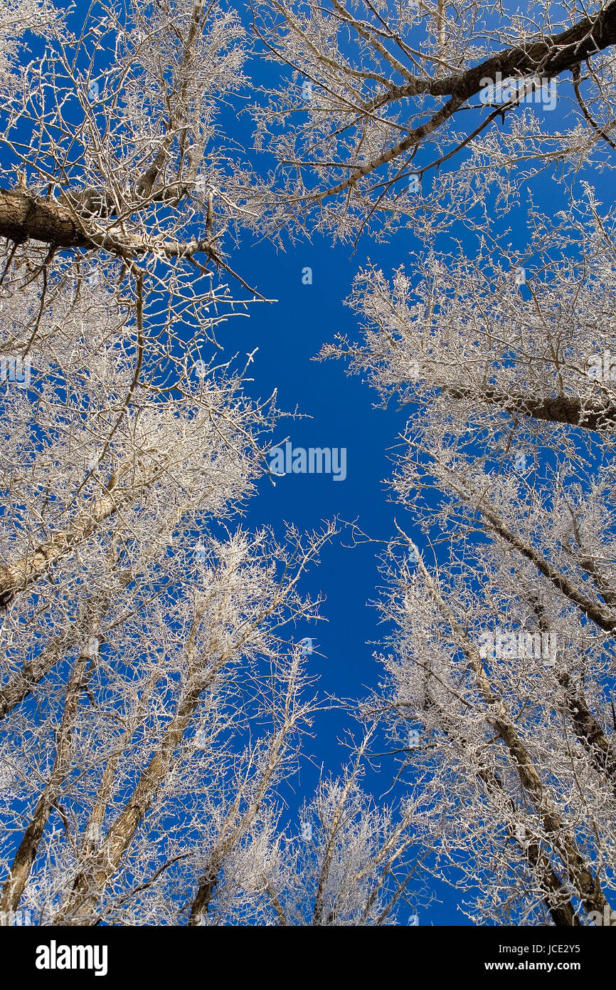 Hoar fros hi-res stock photography and images - Alamy