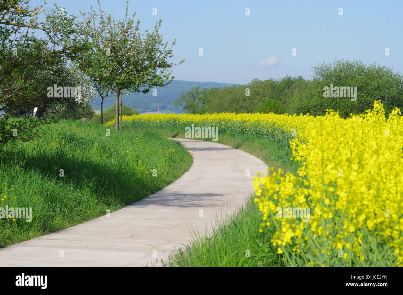 a bike path on rape field Stock Photo - Alamy
