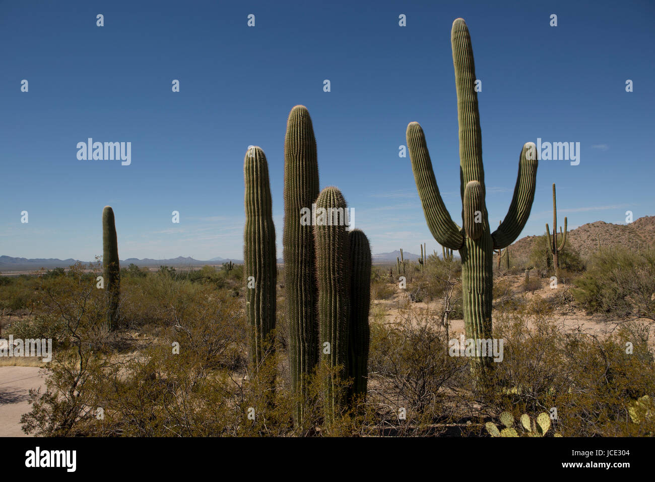 desert plants in the Arizona Sonora desert Stock Photo - Alamy