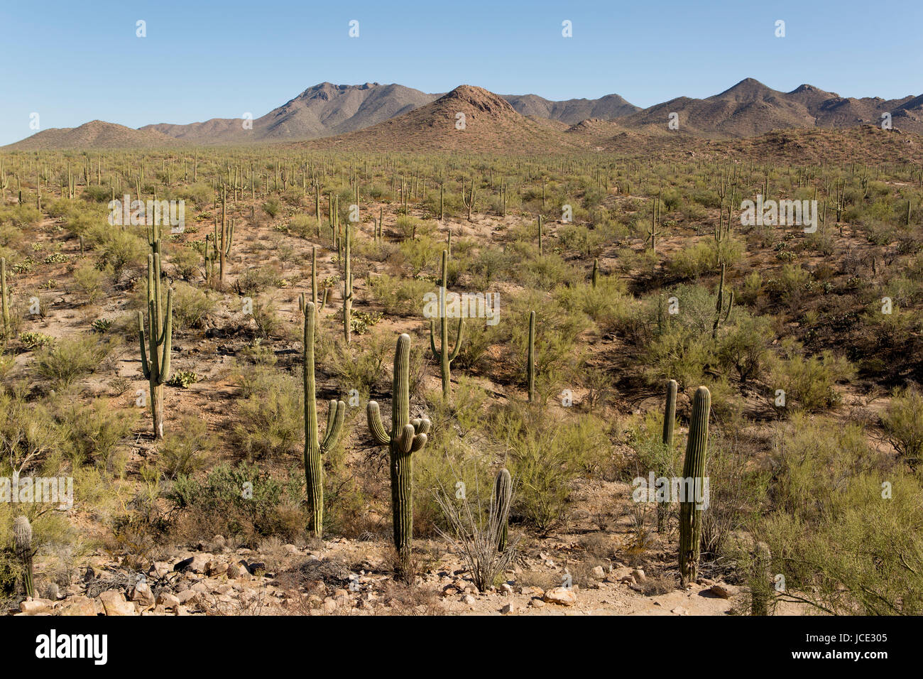 saguaro cactuses in the desert with mountains in the background Stock ...