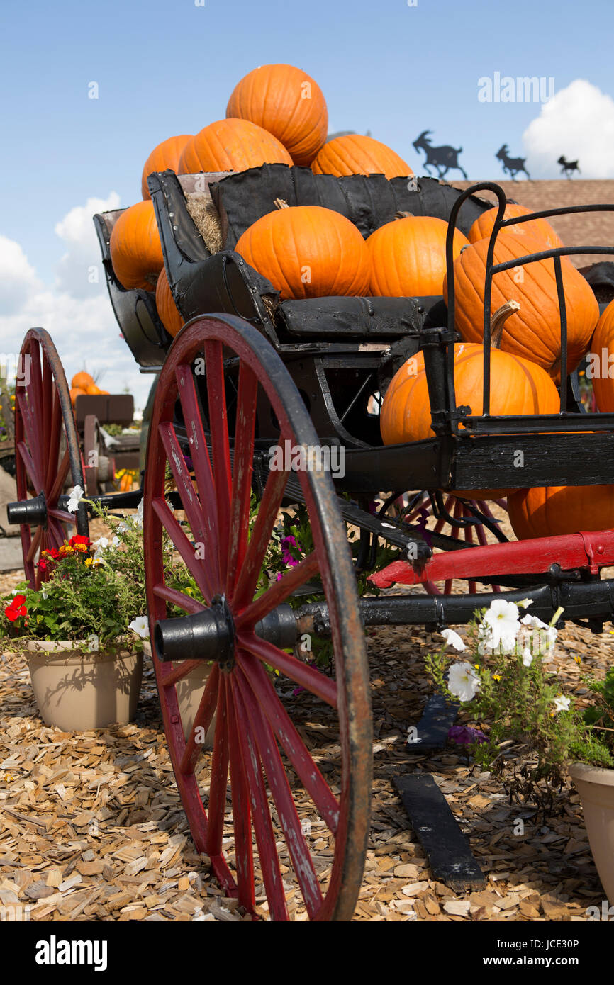 vintage horse carriage loaded with pumpkins outdors Stock Photo - Alamy