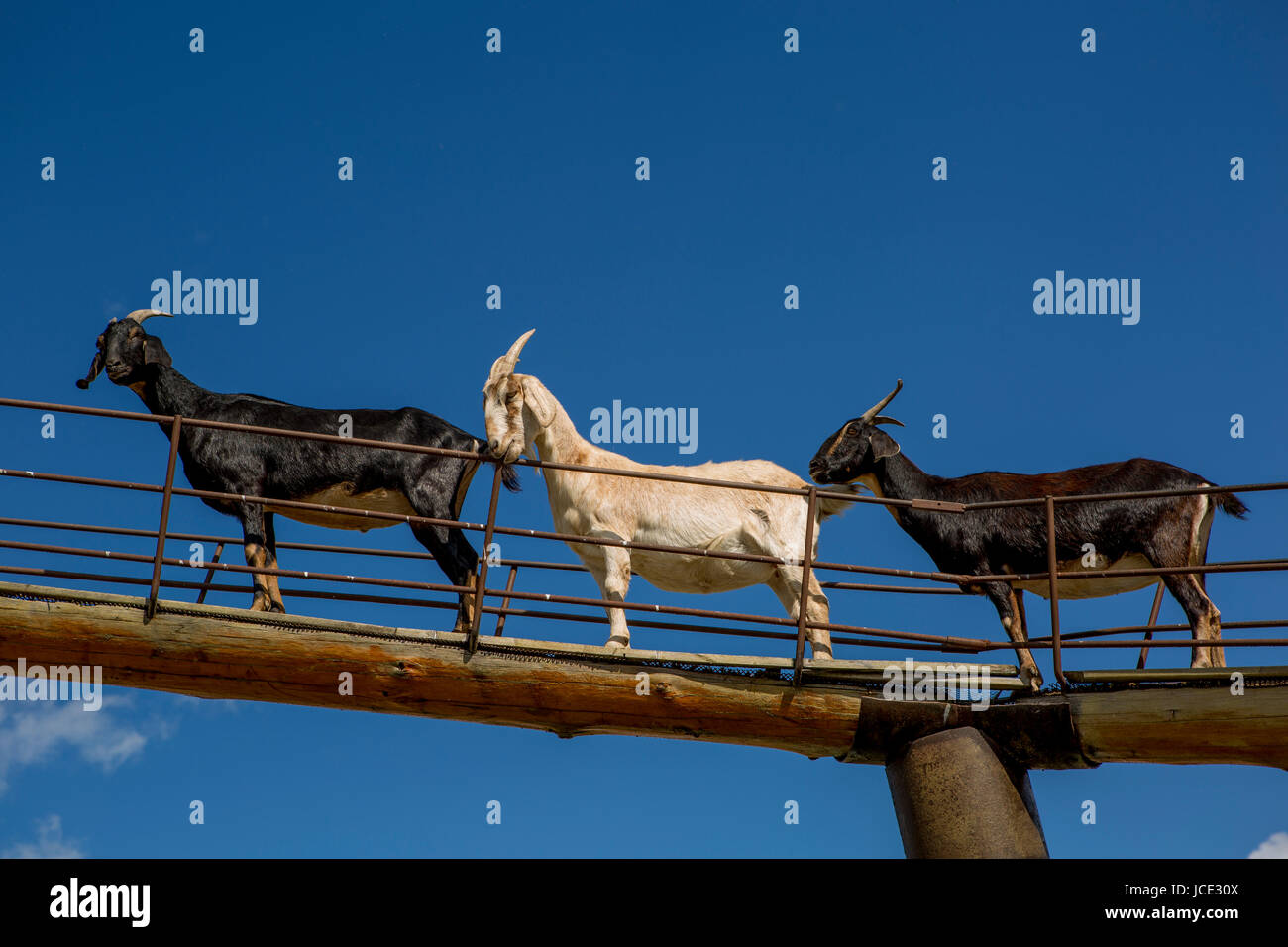 three goats standing on log walk raised in the air from the ground ...