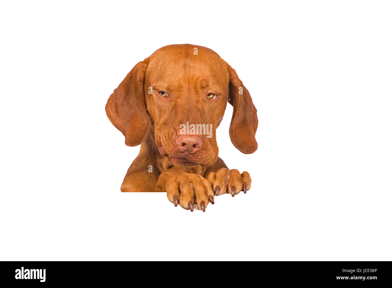 funny vizsla dog portrait isolated on white background Stock Photo - Alamy